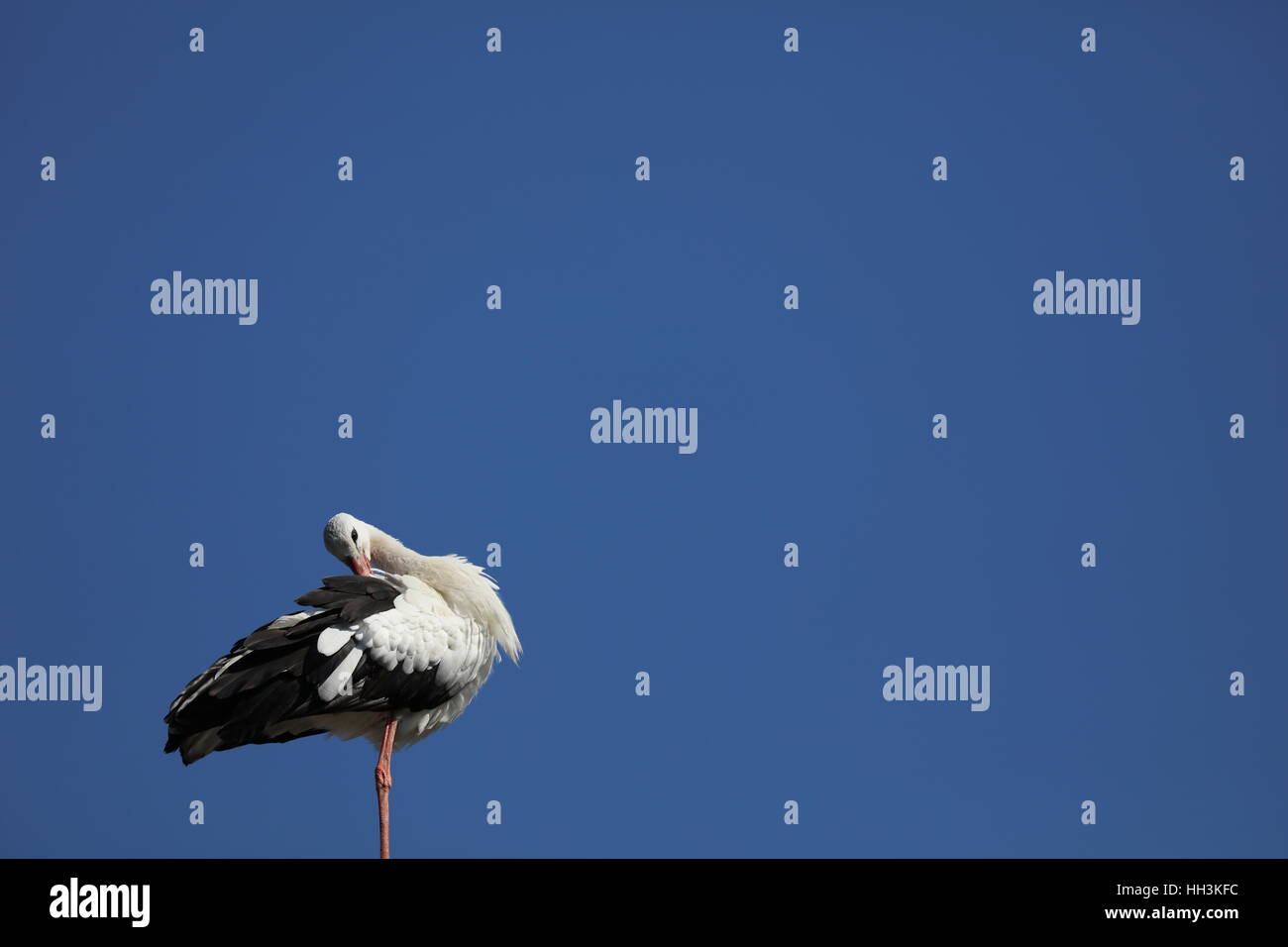 Stumpy Bird High Resolution Stock Photography and Images - Alamy