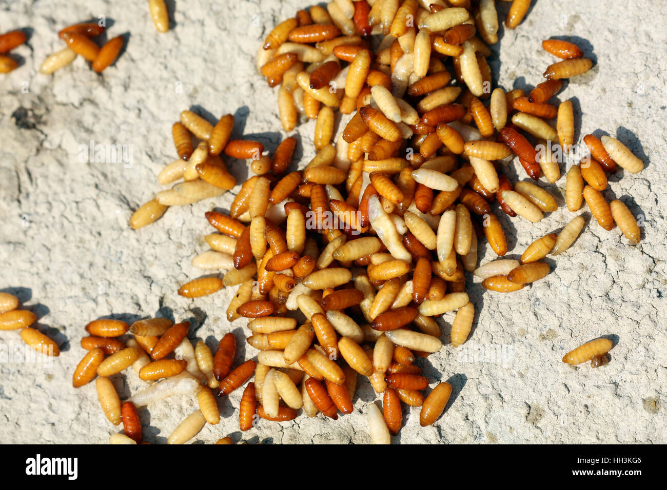 Fishing bait maggots maggot hi-res stock photography and images - Alamy