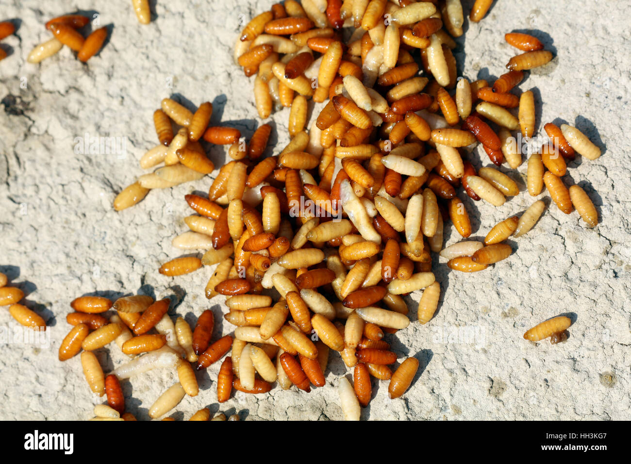 Maggots for fishing Stock Photo - Alamy