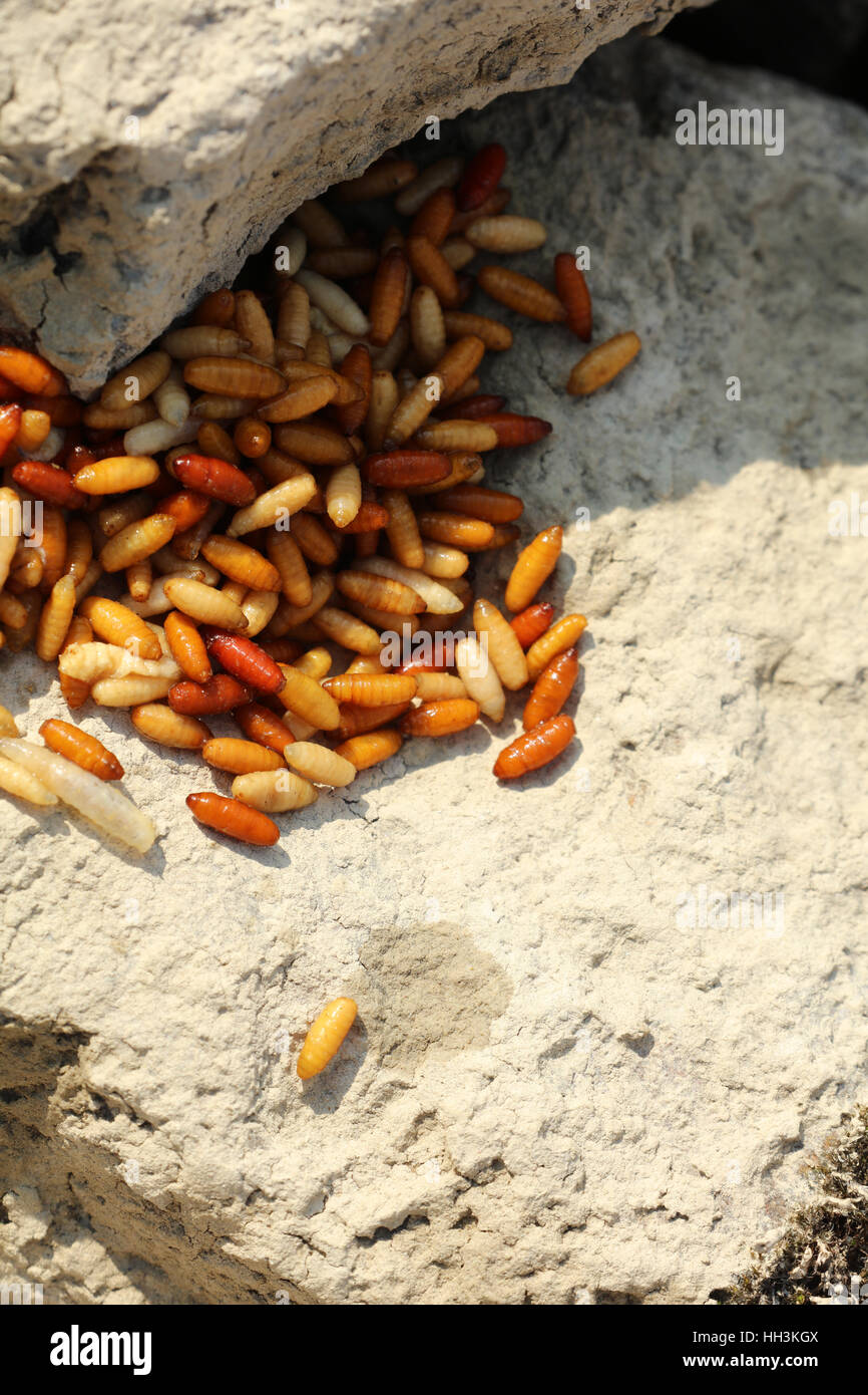 Maggots for fishing Stock Photo - Alamy