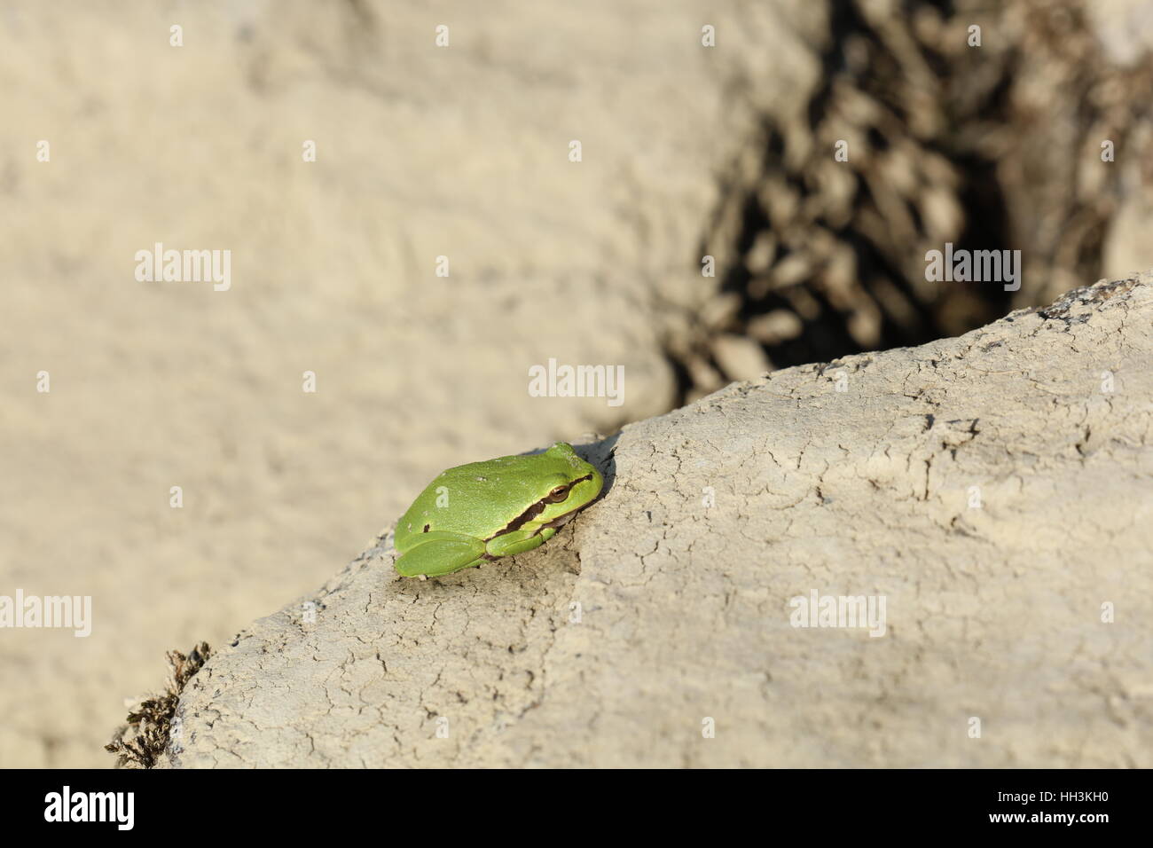 Kermit the frog portrait hi-res stock photography and images - Alamy