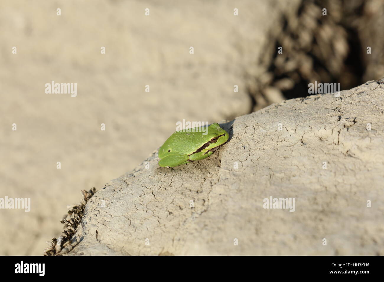Green frog on a stone Stock Photo - Alamy