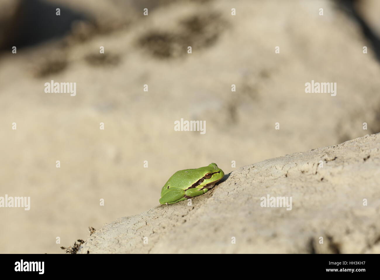 Green frog on a stone Stock Photo - Alamy