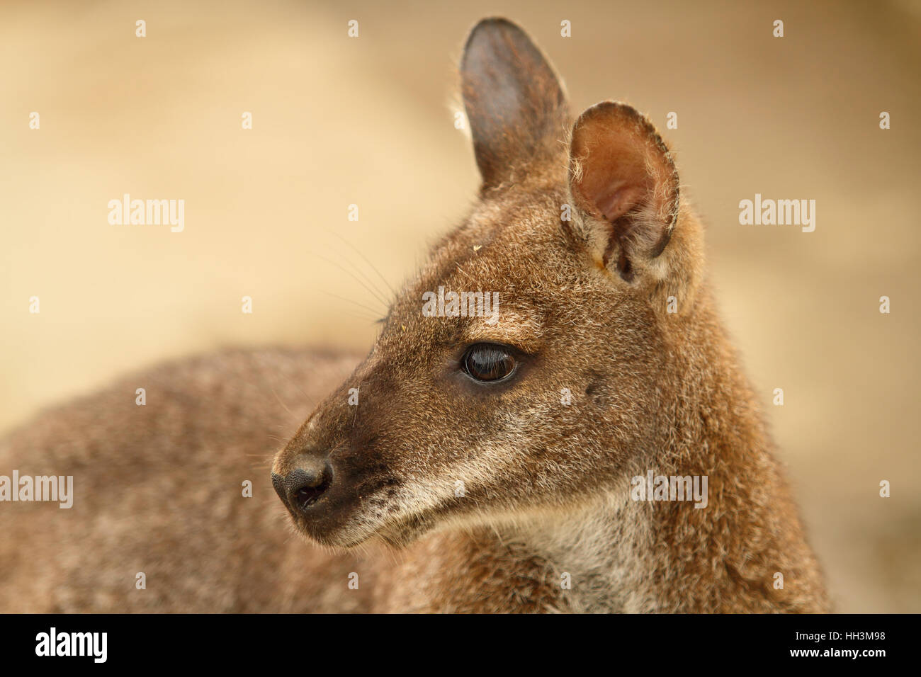 Australian Wallaby close up of head and face with defocussed background ...