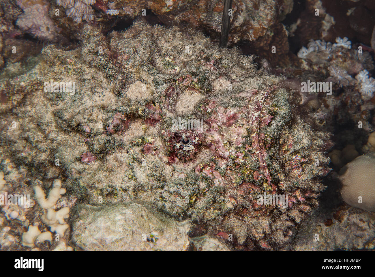 Reef stonefish hi-res stock photography and images - Alamy