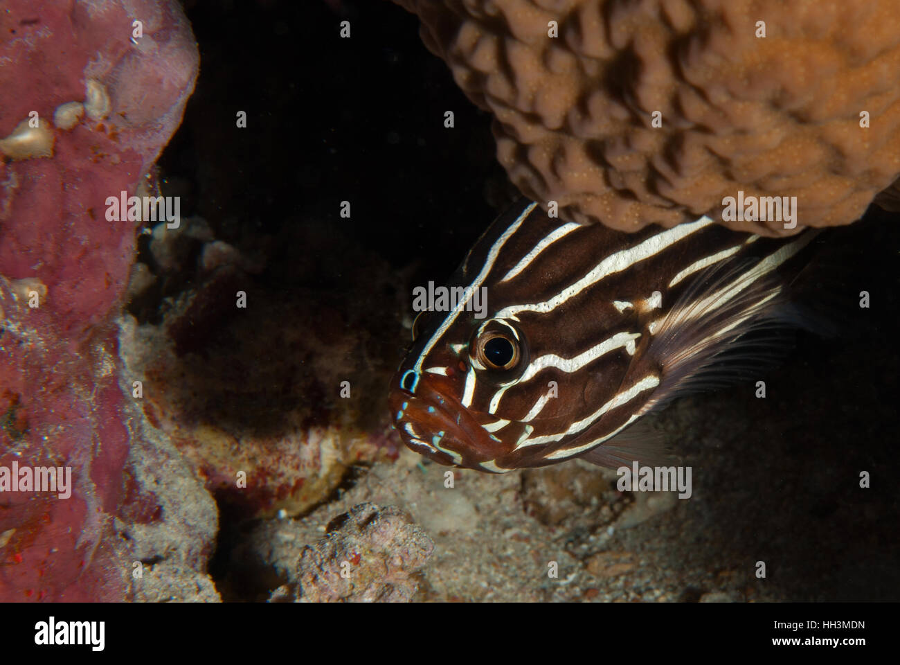 Sixstriped soapfish, Grammistes sexlineatus, Serranidae, Red SEa, Sharm ...