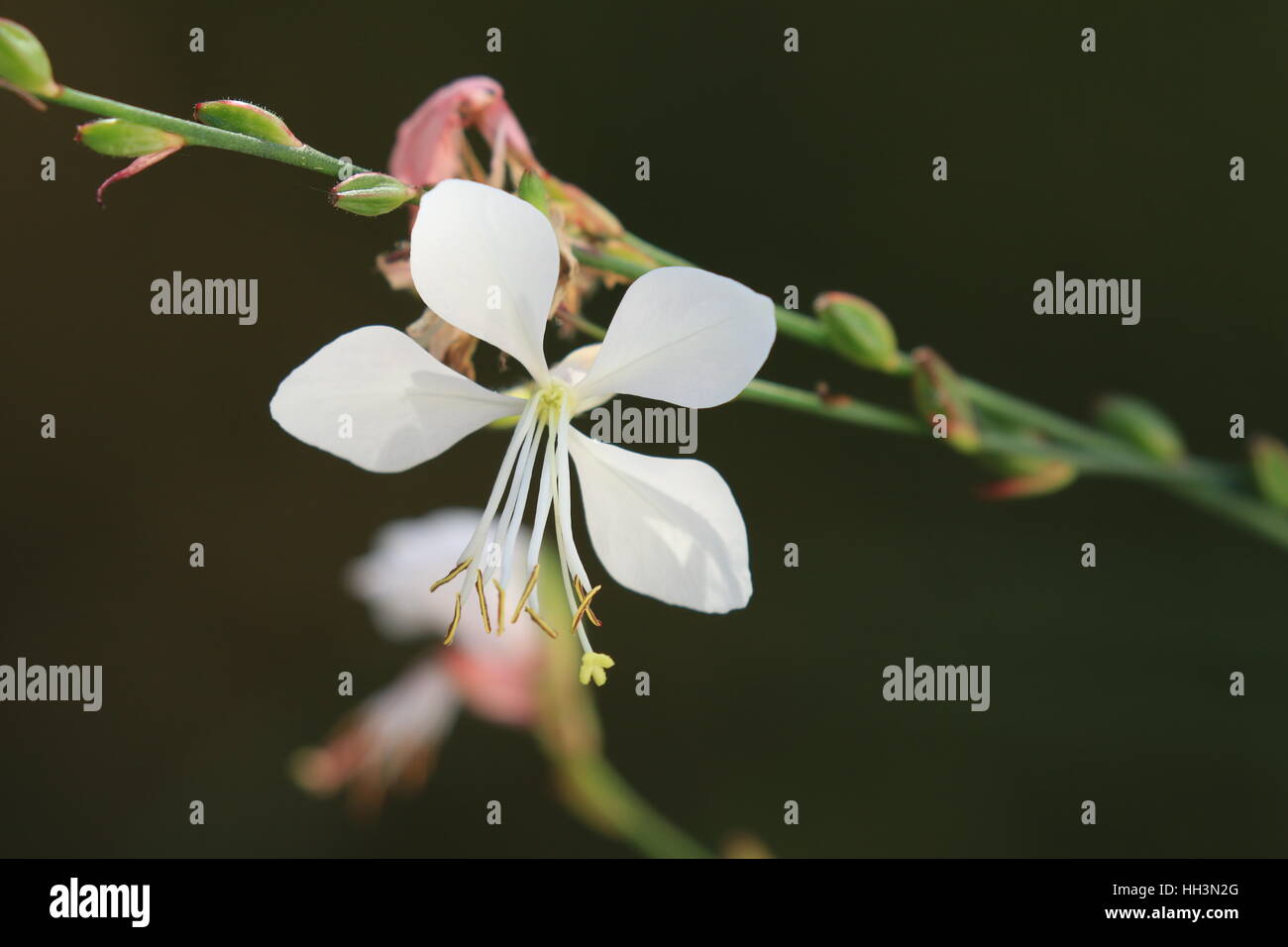 Gaura Lindheimeri,Butterfly gaura,Lindheimers's beeblossom Stock Photo ...