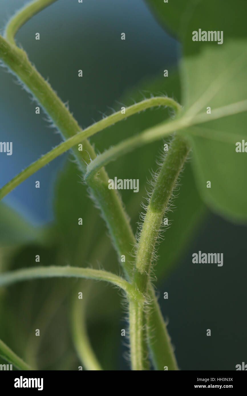 Sunflower stems stalk hi-res stock photography and images - Alamy