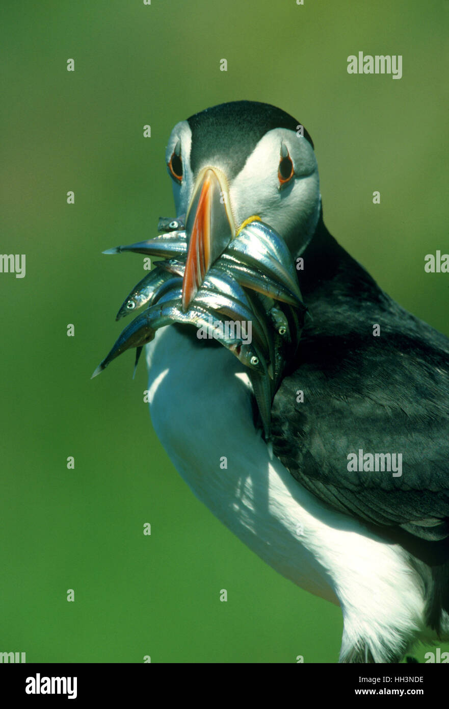A Puffin, Fraturcula arctica, with a mouthful of sand eels to feed its ...