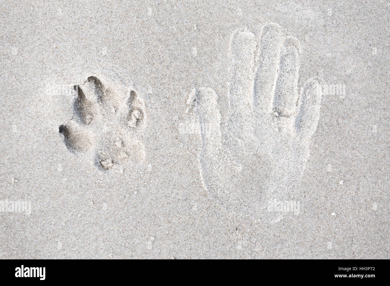 Dog paw hand hi-res stock photography and images - Alamy