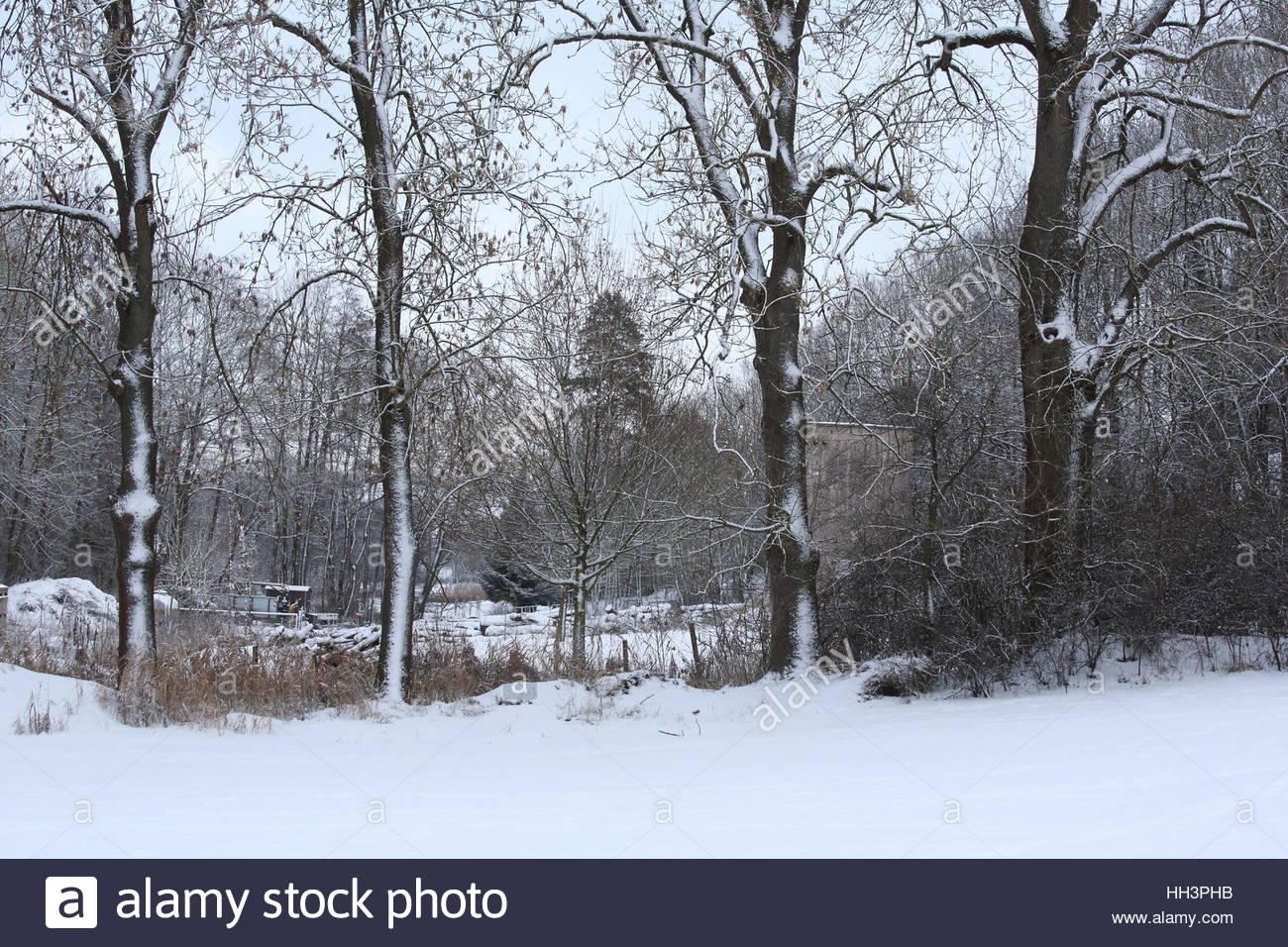 A shot of snow on four trees in bavaria Germany, as winter continues to ...