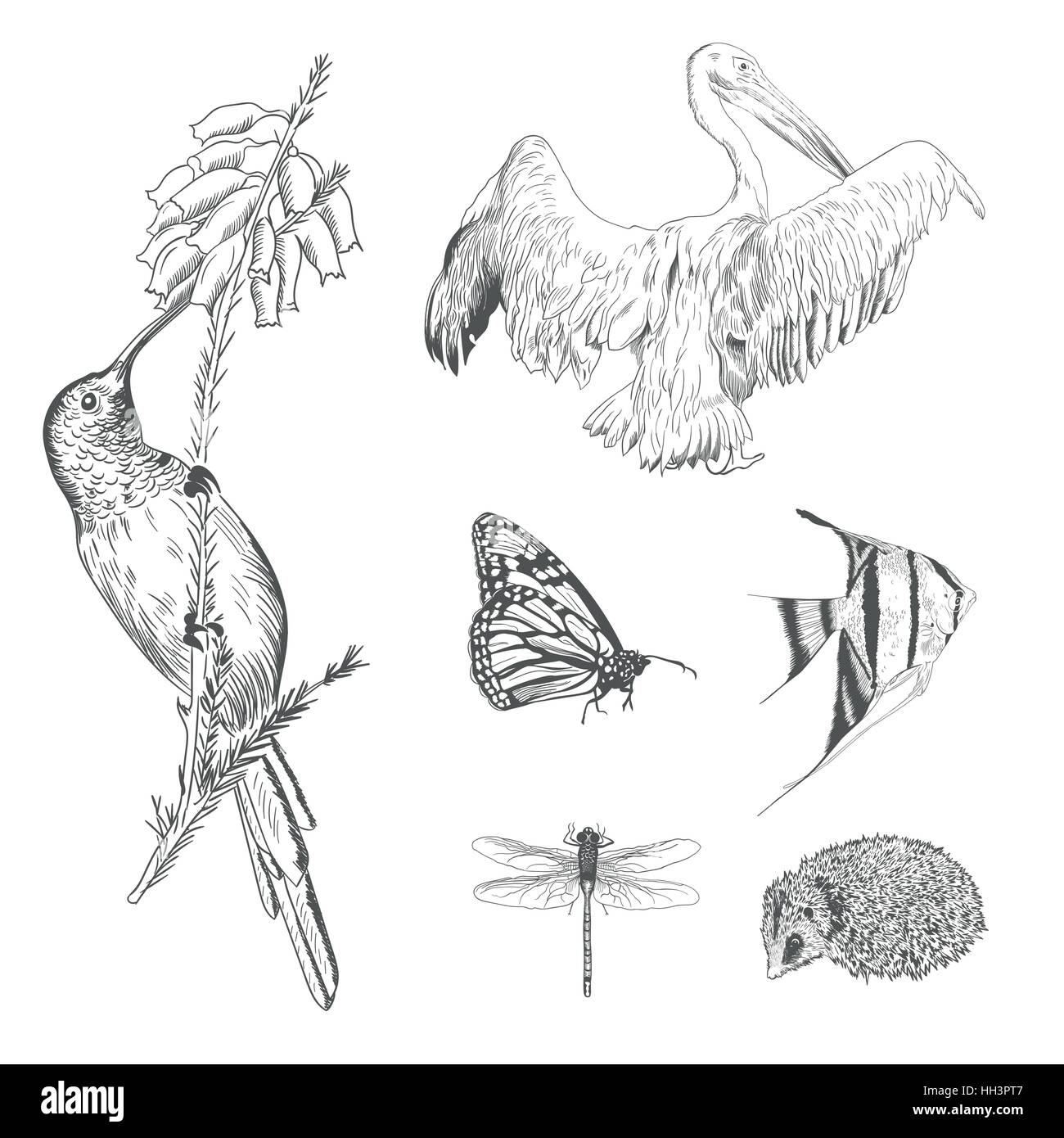 A collection or set of hand drawn vintage styled engraved animals for ...