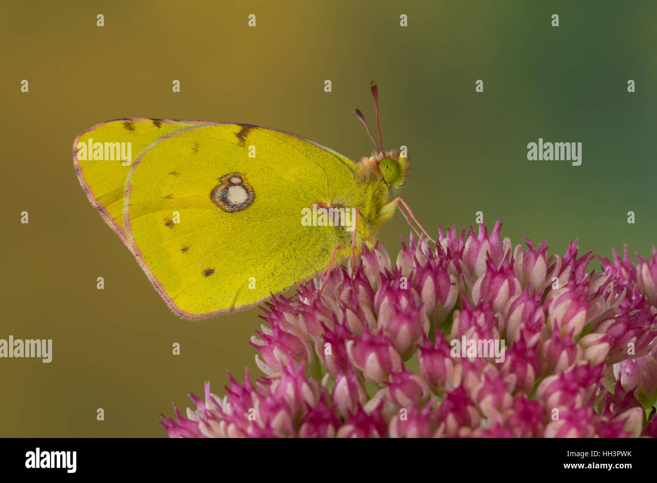 Postillion hi-res stock photography and images - Alamy