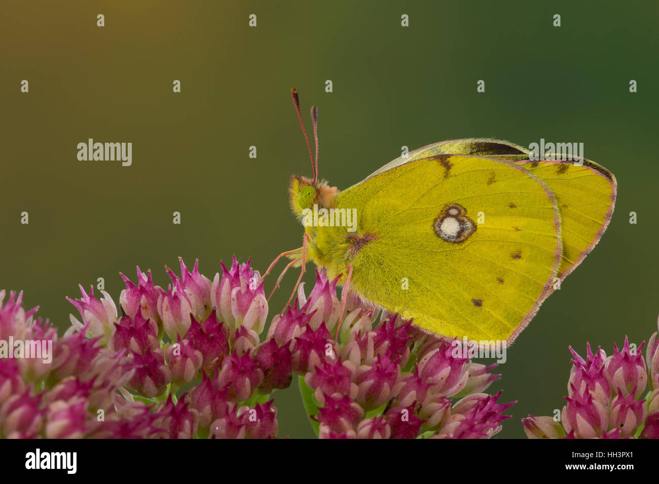 Postillion hi-res stock photography and images - Alamy