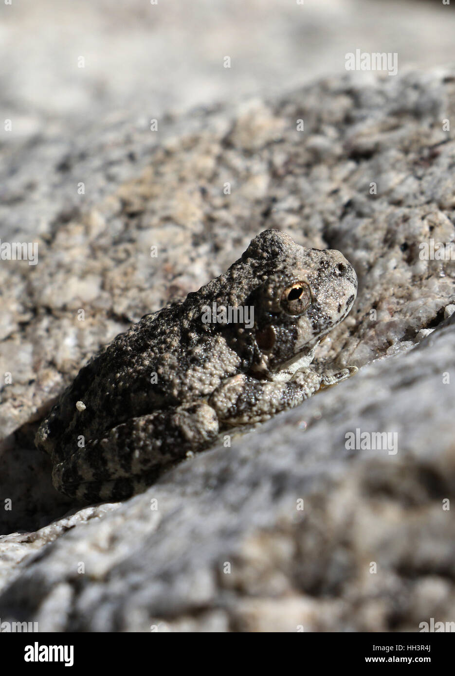 Frog camouflage hi-res stock photography and images - Alamy
