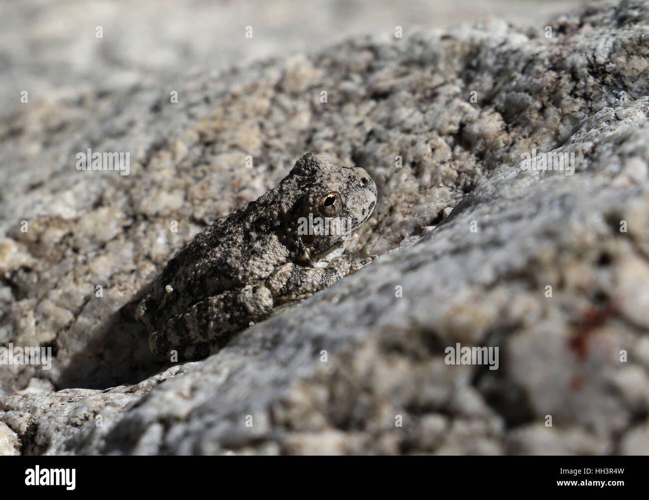 canyon tree frog camouflage on granite rock in Arizona creek Stock ...