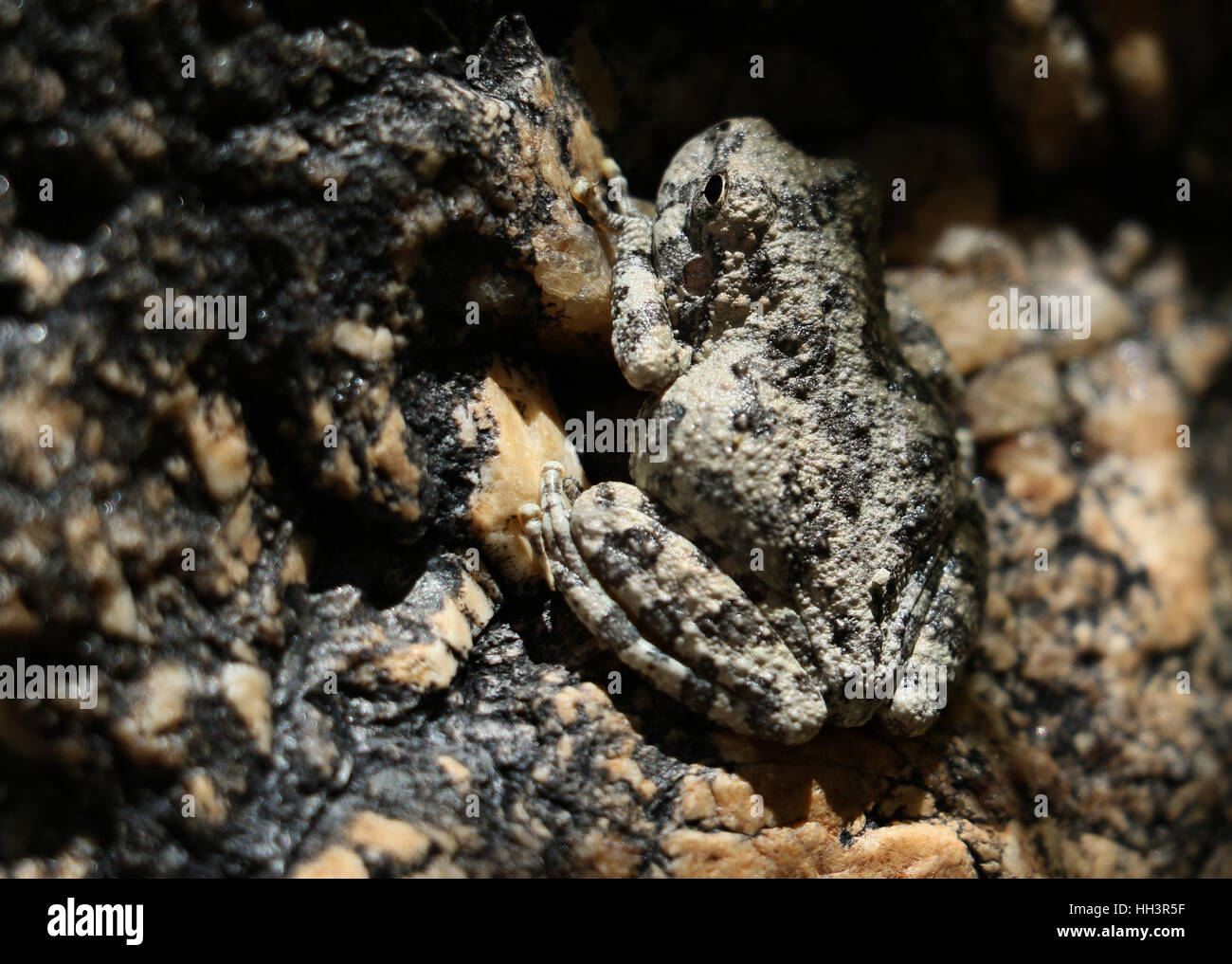 canyon tree frog camouflage on granite rock in Arizona creek Stock ...