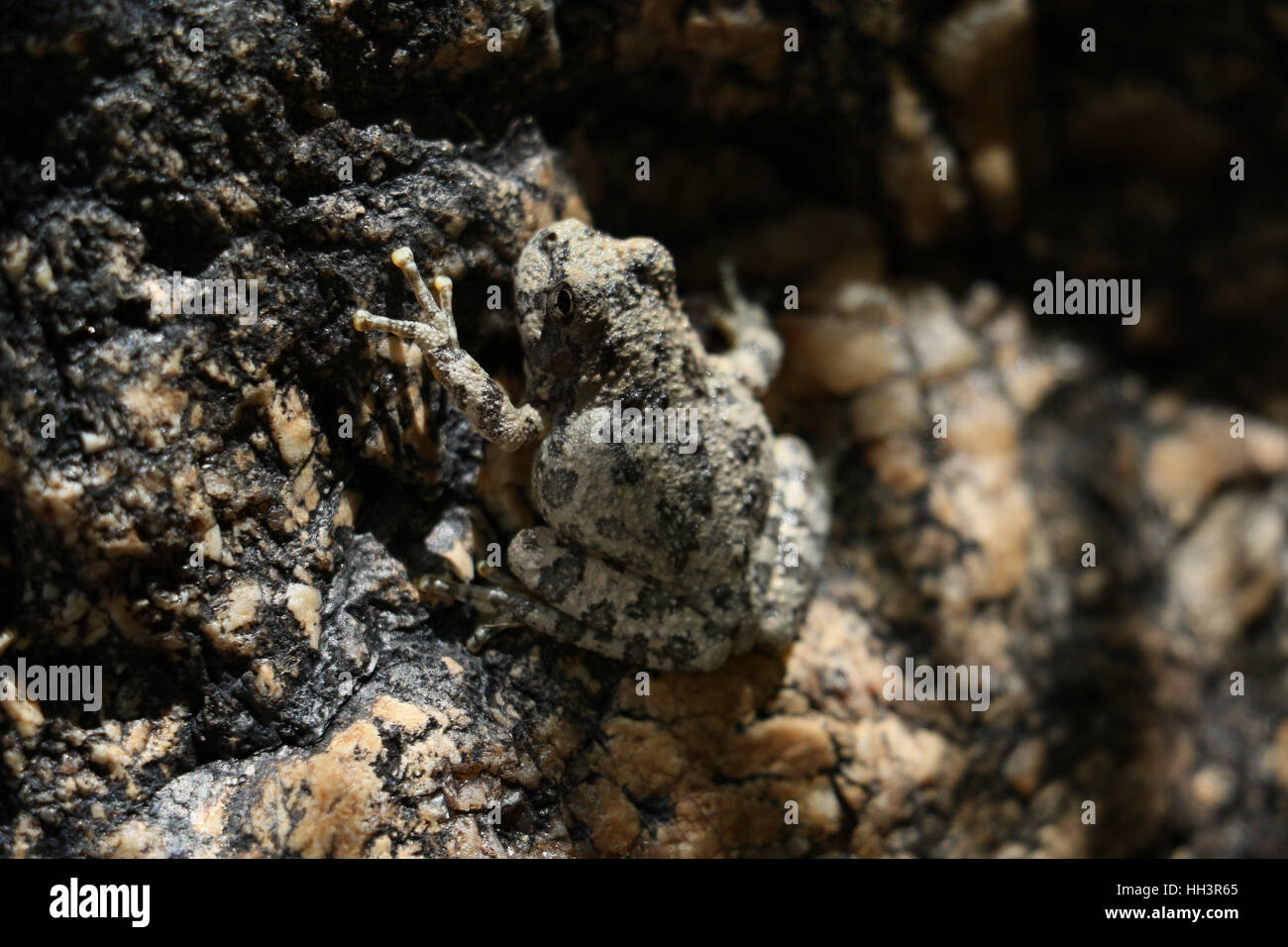 canyon tree frog camouflage on granite rock in Arizona creek Stock ...
