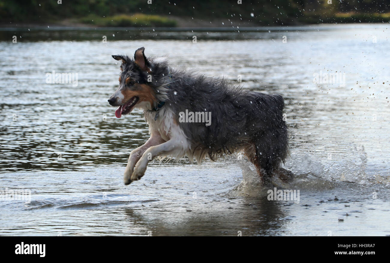 Australian shepherd swimming hi-res stock photography and images - Alamy
