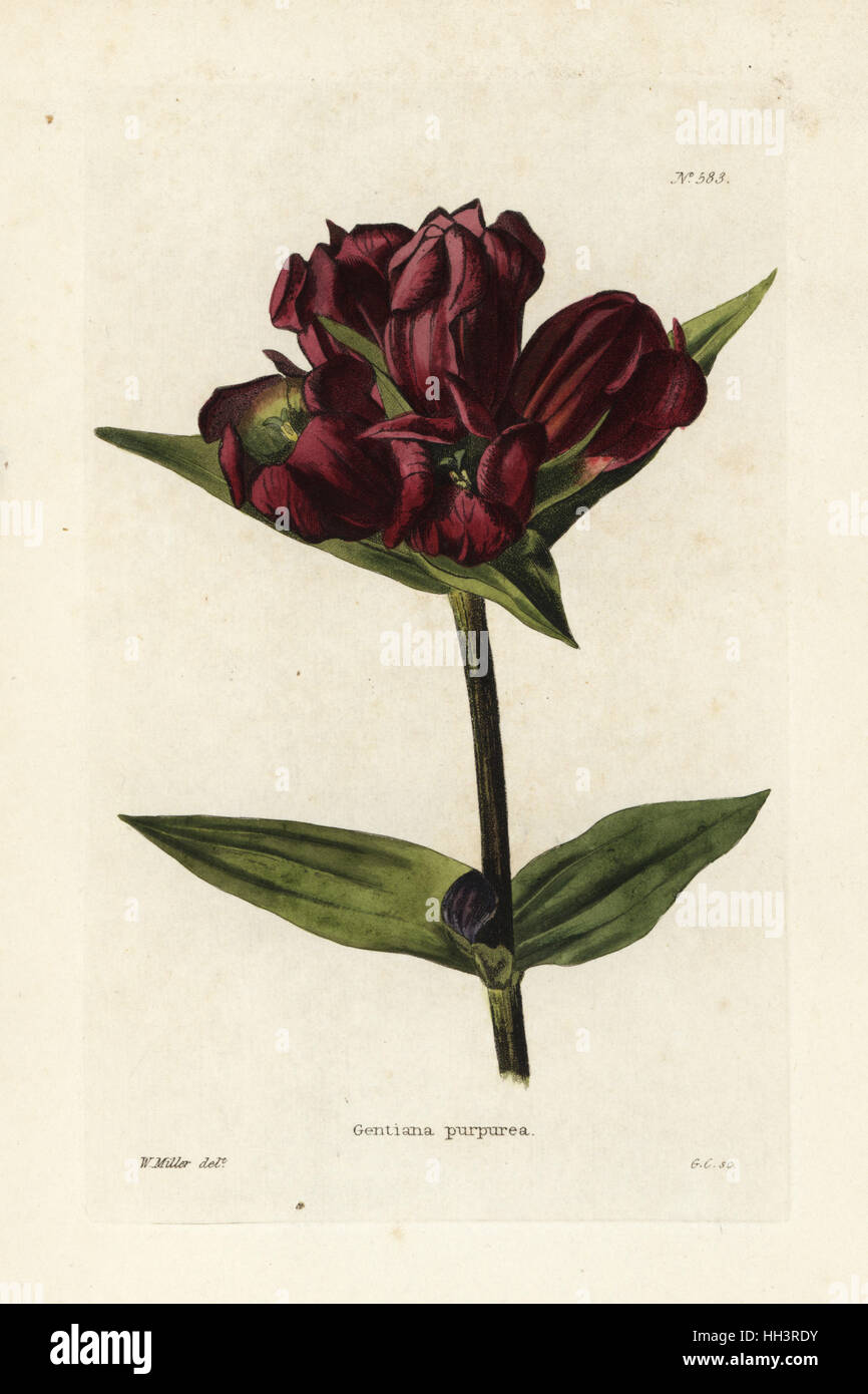 Purple gentian, Gentiana purpurea. Handcoloured copperplate engraving ...