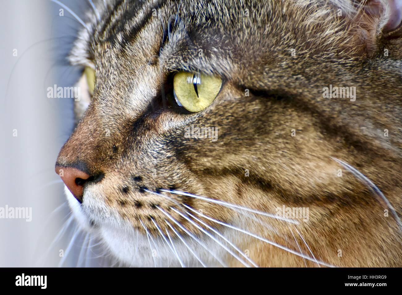 Portrait of a handsome male cat Stock Photo - Alamy
