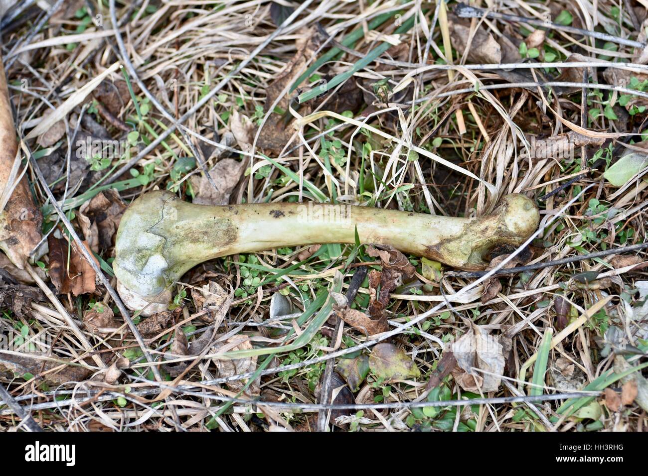 Old animal bones hi-res stock photography and images - Alamy