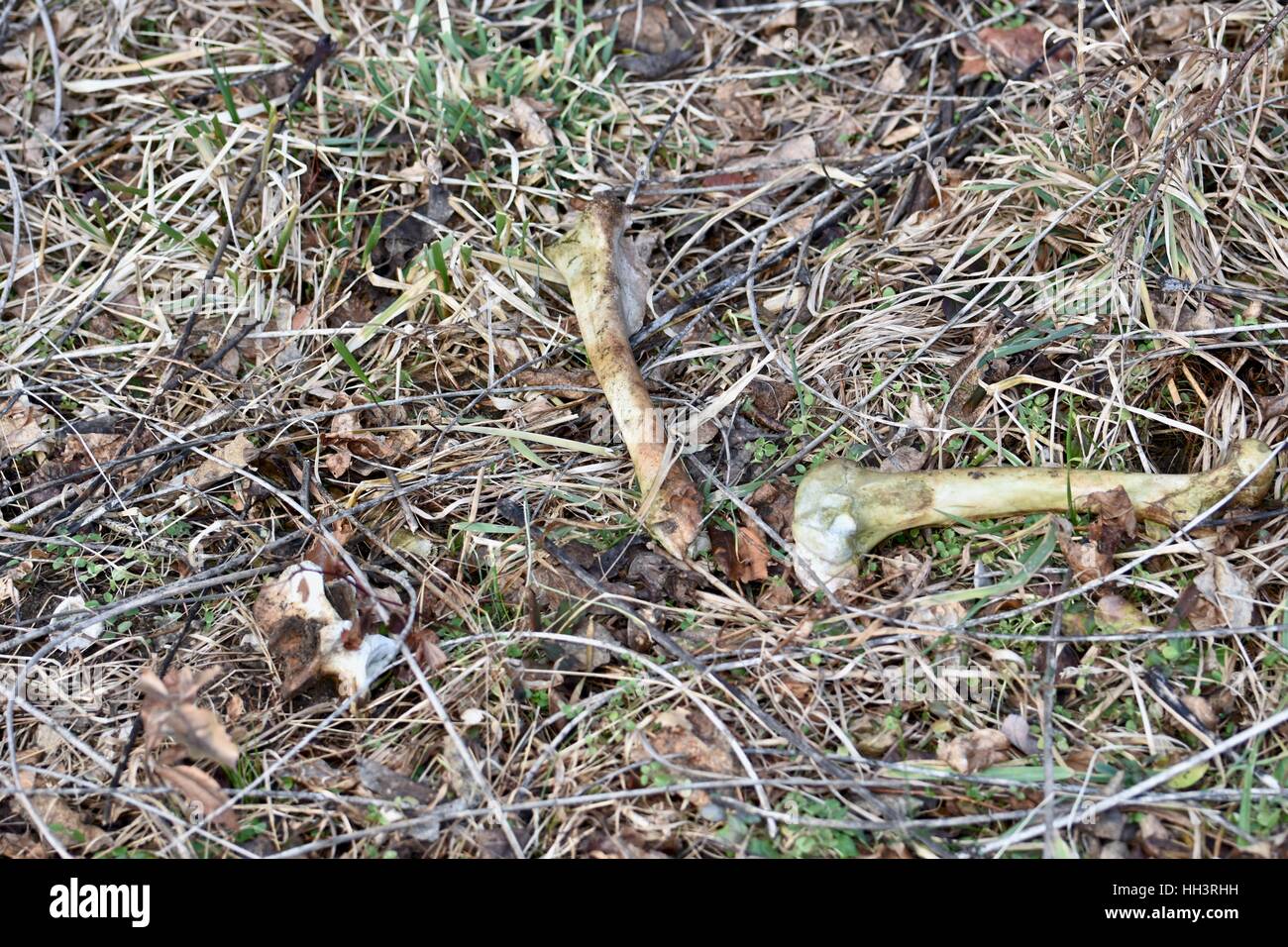 An old animal bone laying in the grass of a secluded field Stock Photo ...