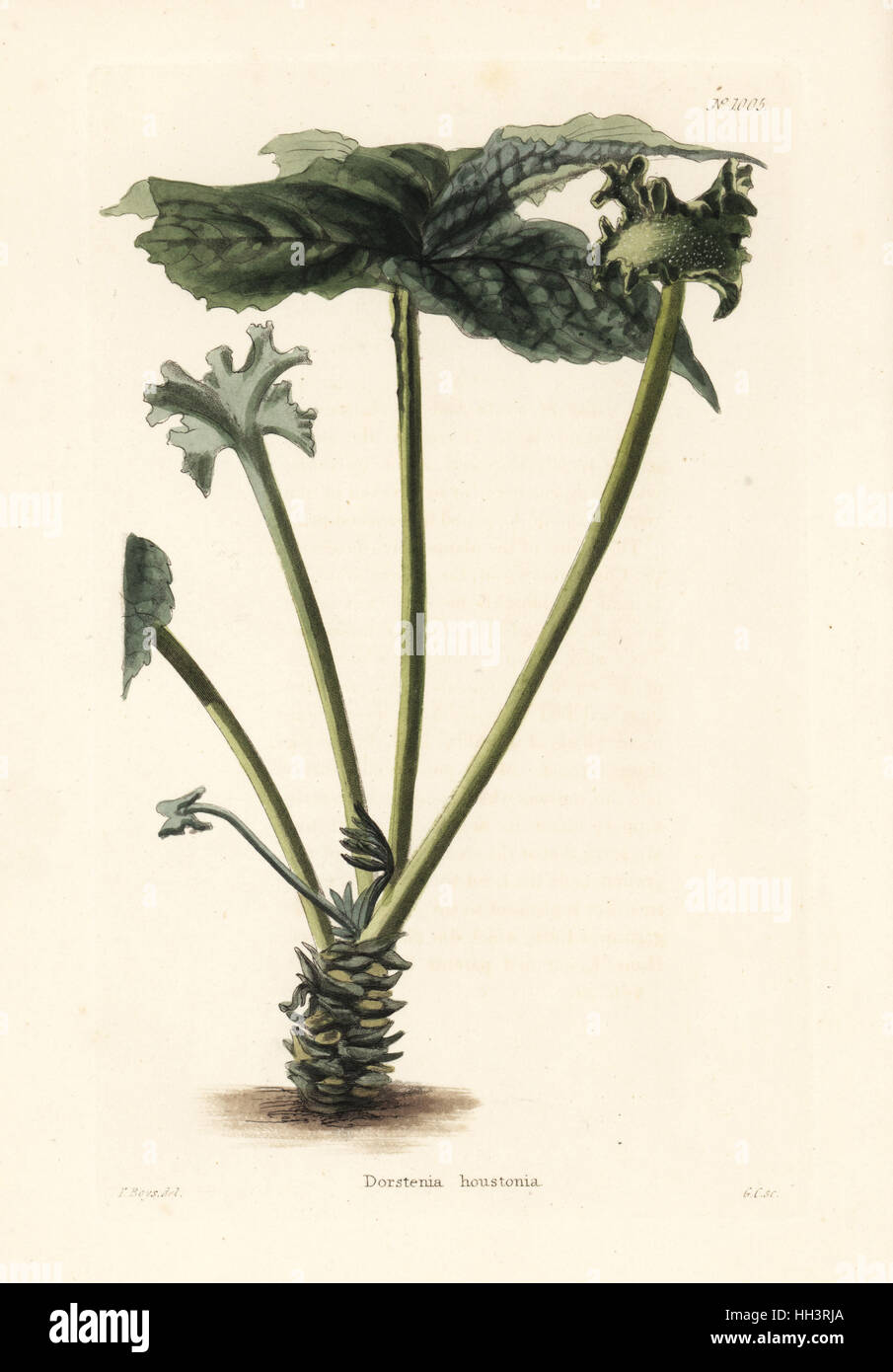 Dorstenia contrajerva hi-res stock photography and images - Alamy