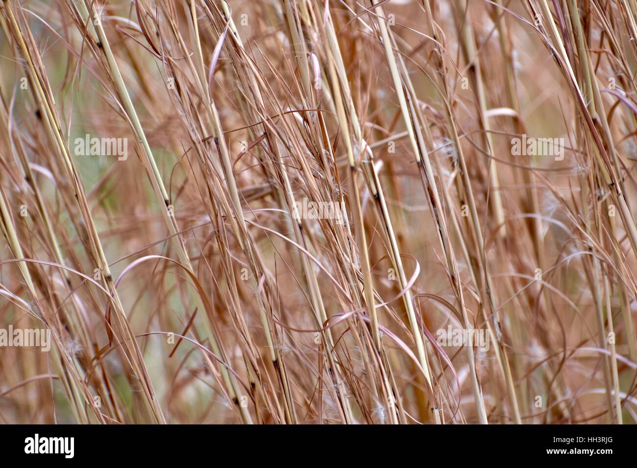 Wheat grass up close Stock Photo - Alamy