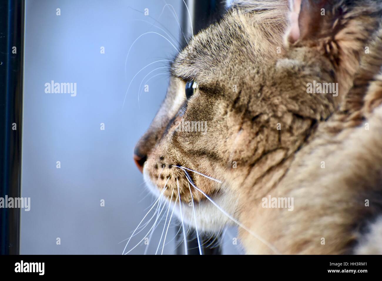 Portrait of a handsome male cat Stock Photo - Alamy