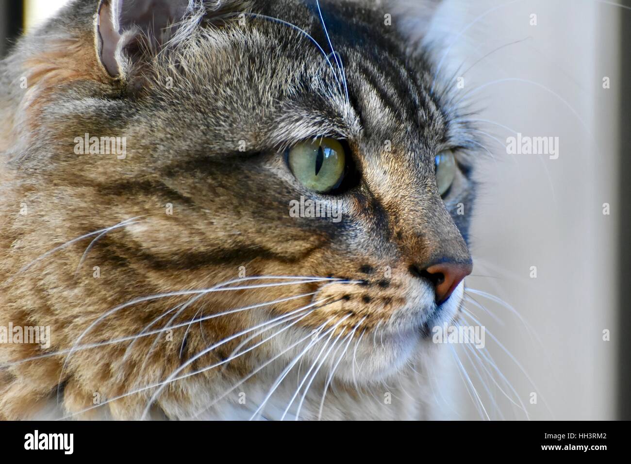 Portrait of a handsome male cat Stock Photo - Alamy