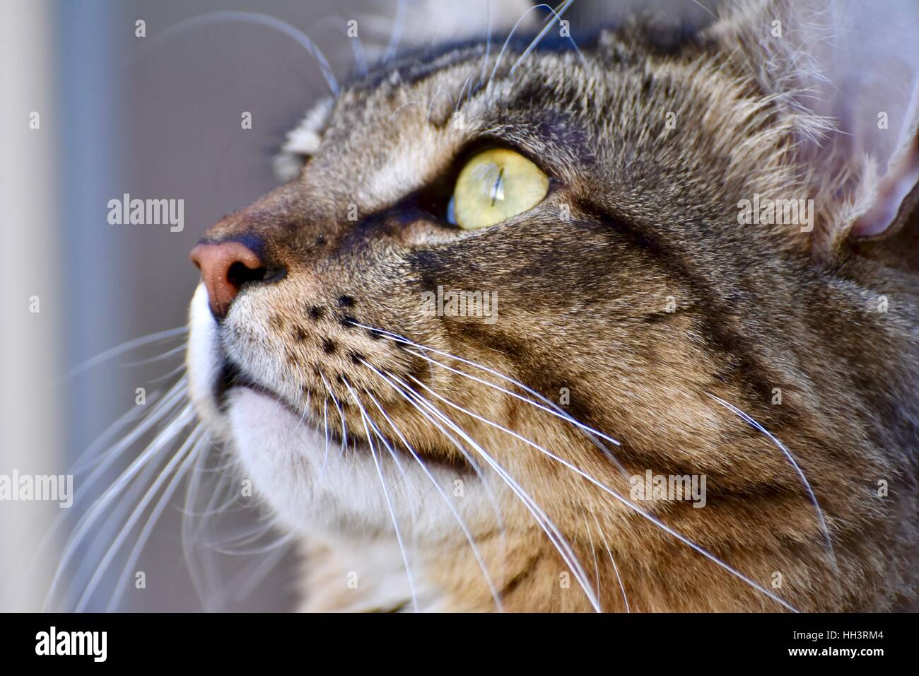 Portrait of a handsome male cat Stock Photo - Alamy