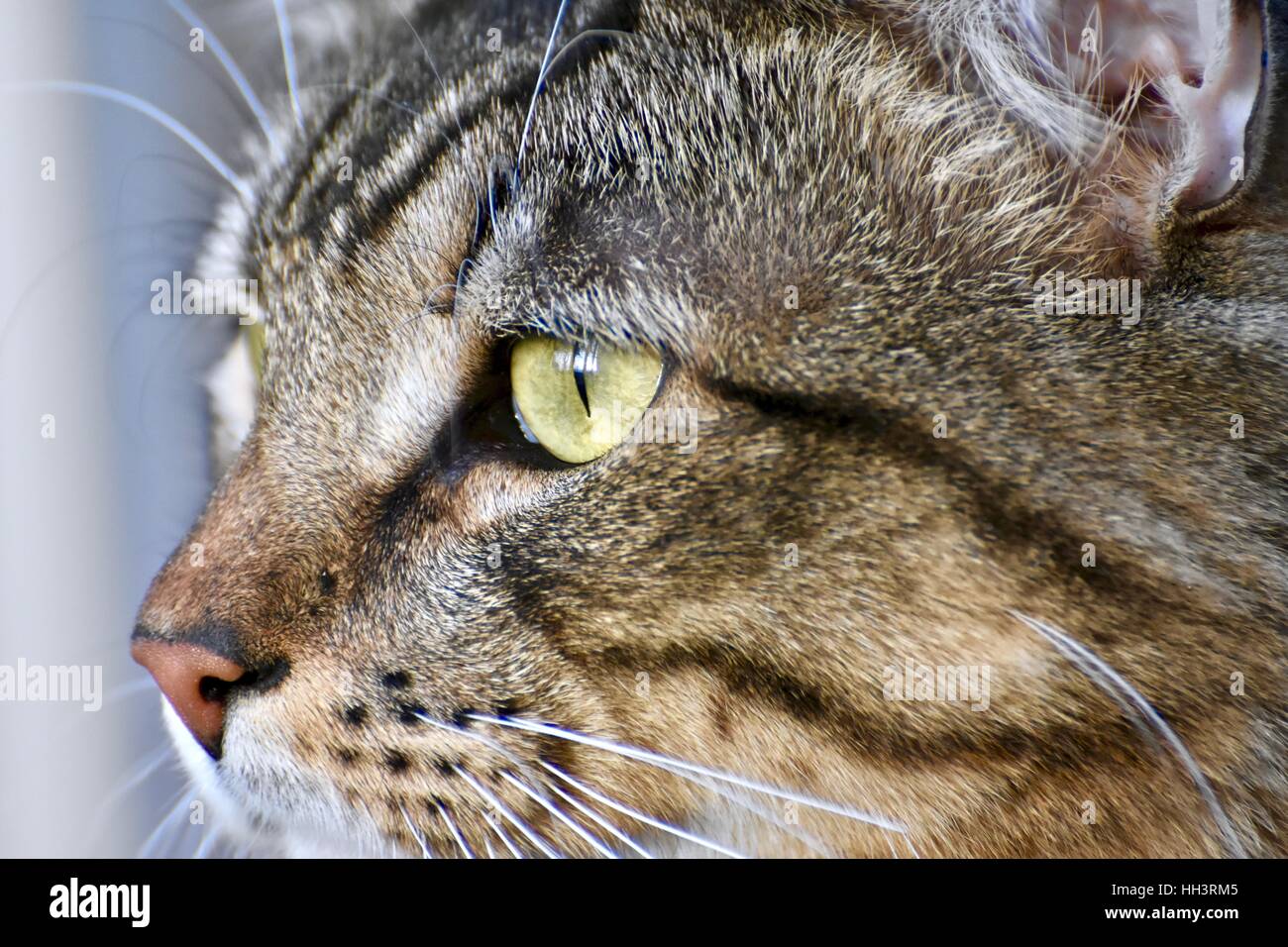 Portrait of a handsome male cat Stock Photo - Alamy