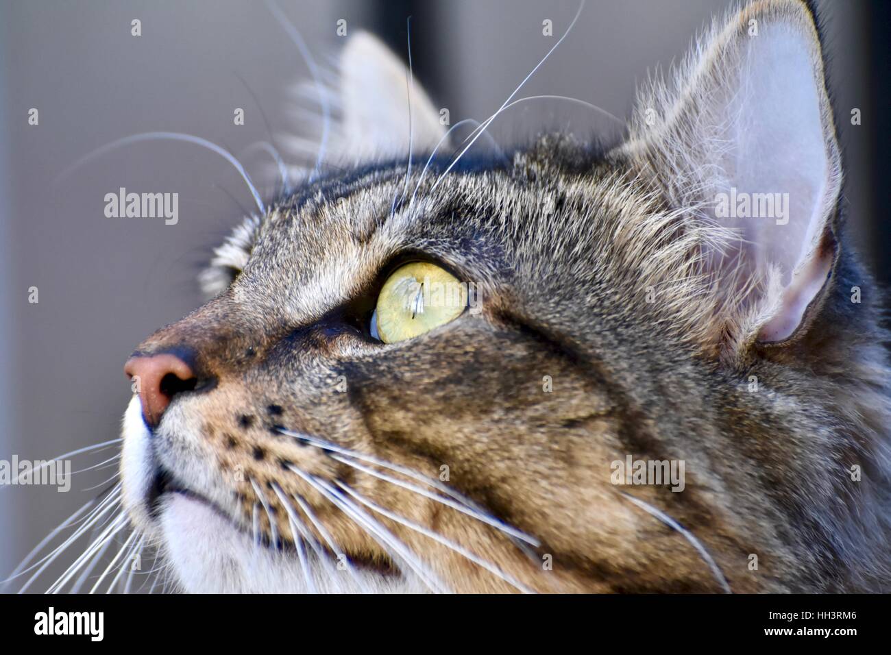 Portrait of a handsome male cat Stock Photo - Alamy