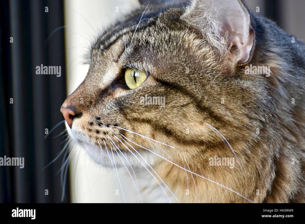 Portrait of a handsome male cat Stock Photo - Alamy