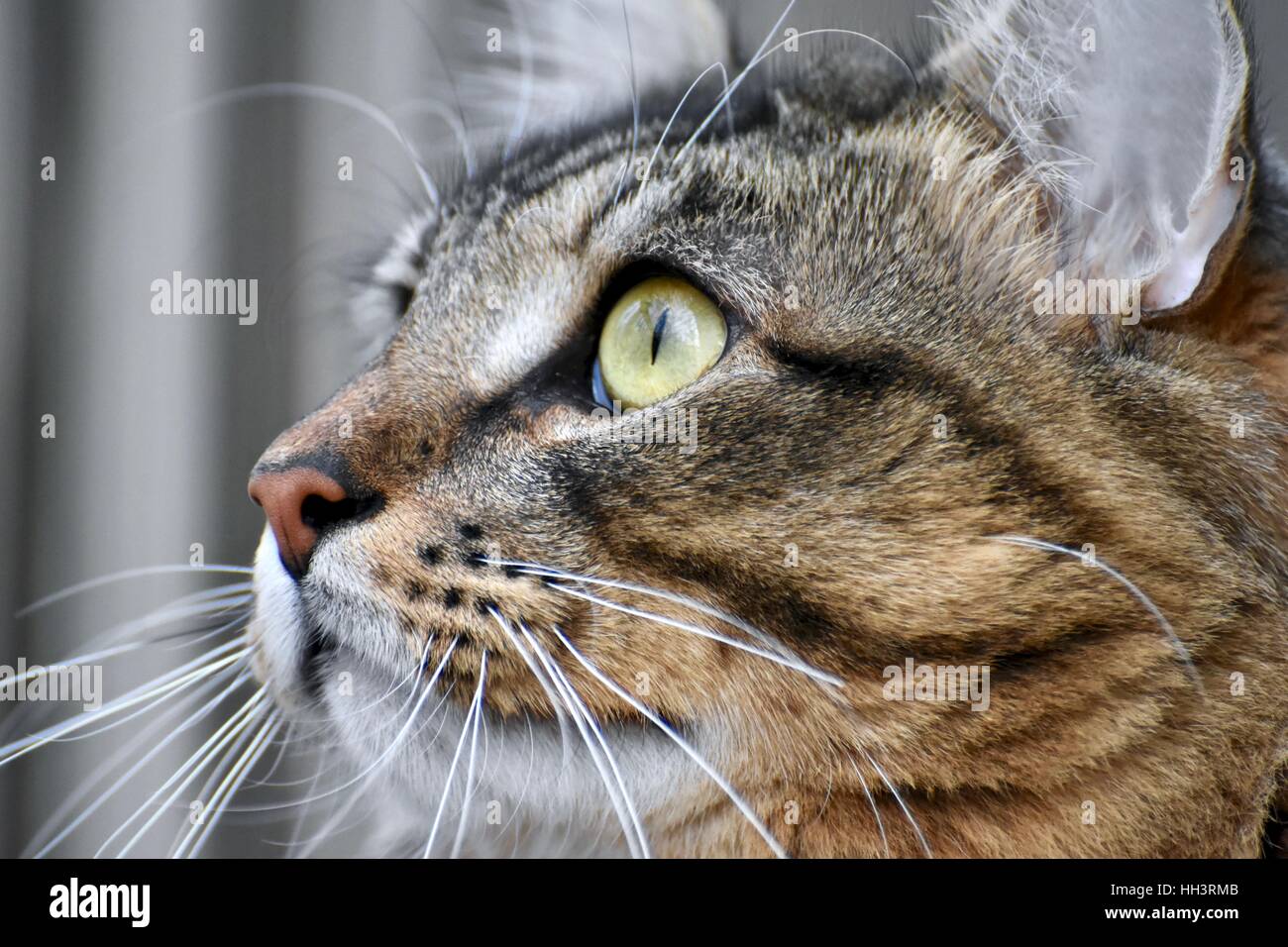 Portrait of a handsome male cat Stock Photo - Alamy