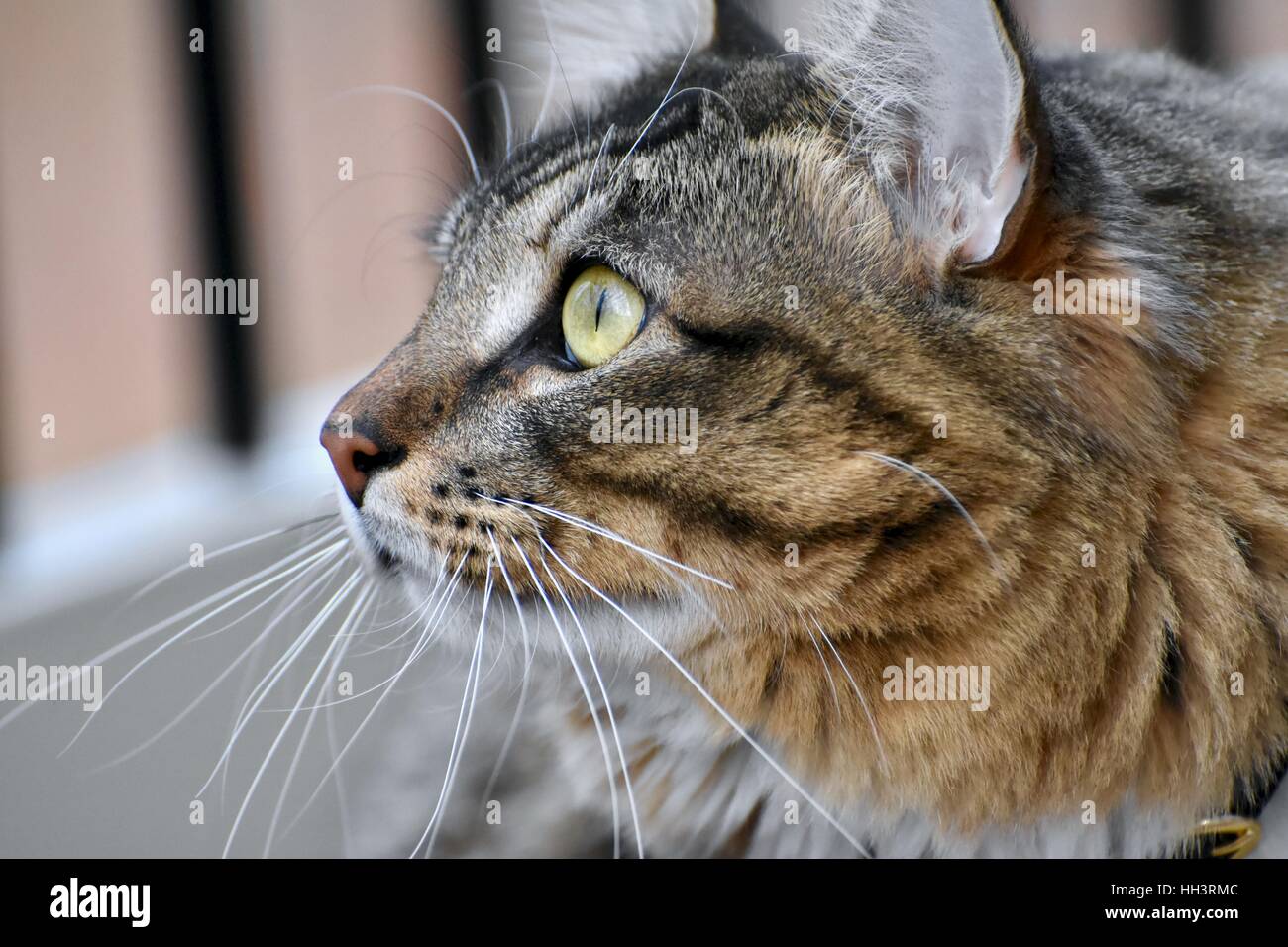 Portrait of a handsome male cat Stock Photo - Alamy