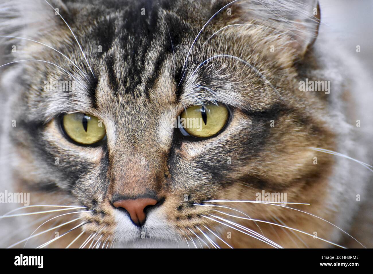 Portrait of a handsome male cat Stock Photo - Alamy