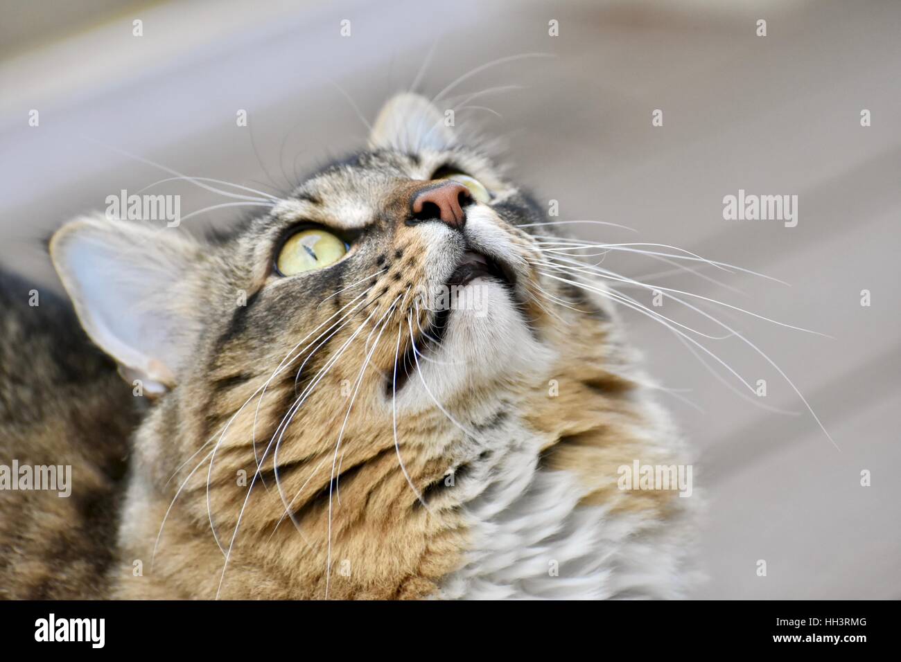 Portrait of a handsome male cat Stock Photo - Alamy