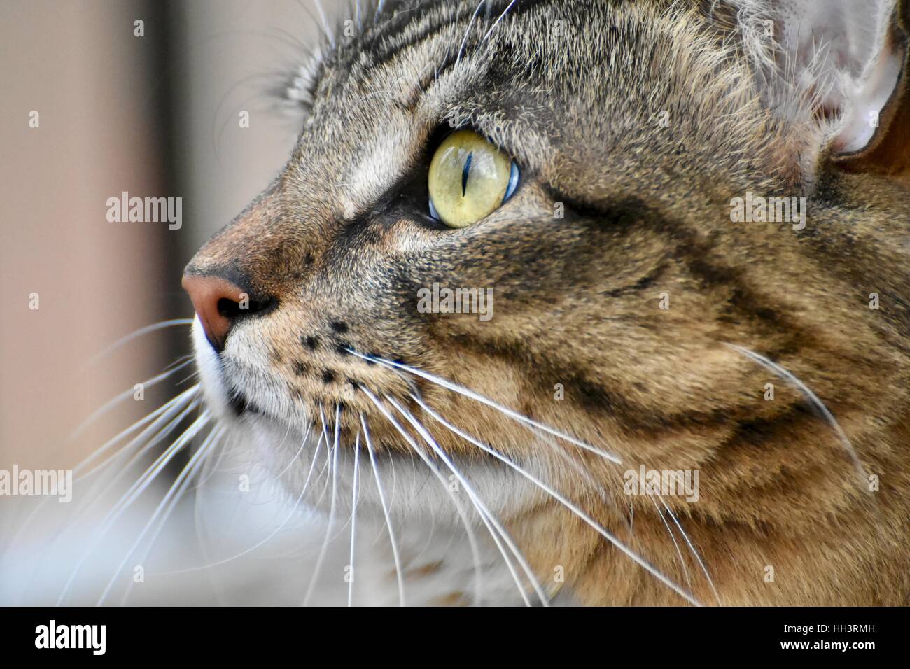 Portrait of a handsome male cat Stock Photo - Alamy