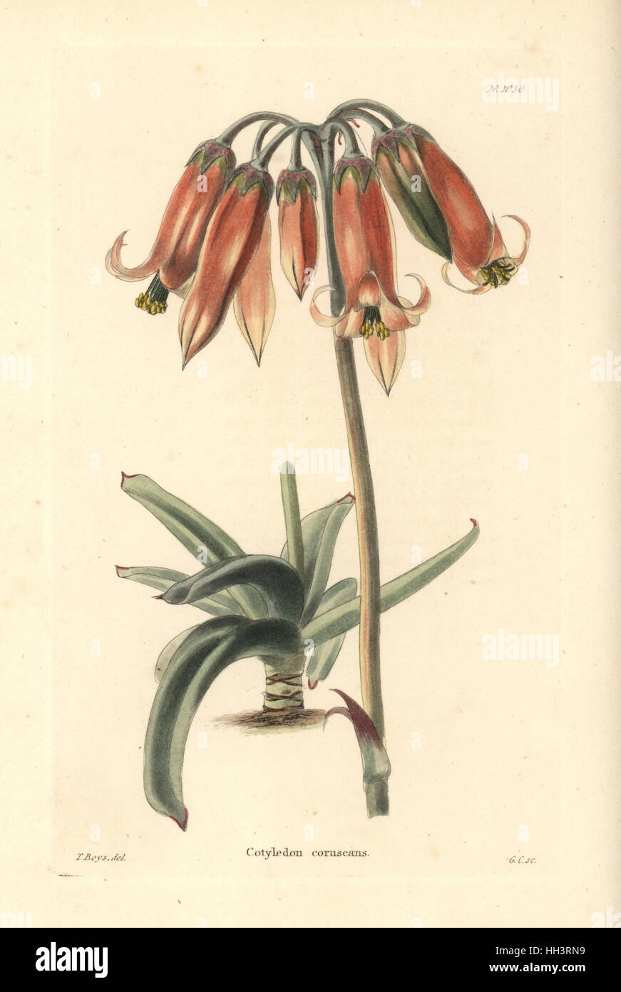 Cotyledon orbiculata var oblonga hi-res stock photography and images ...