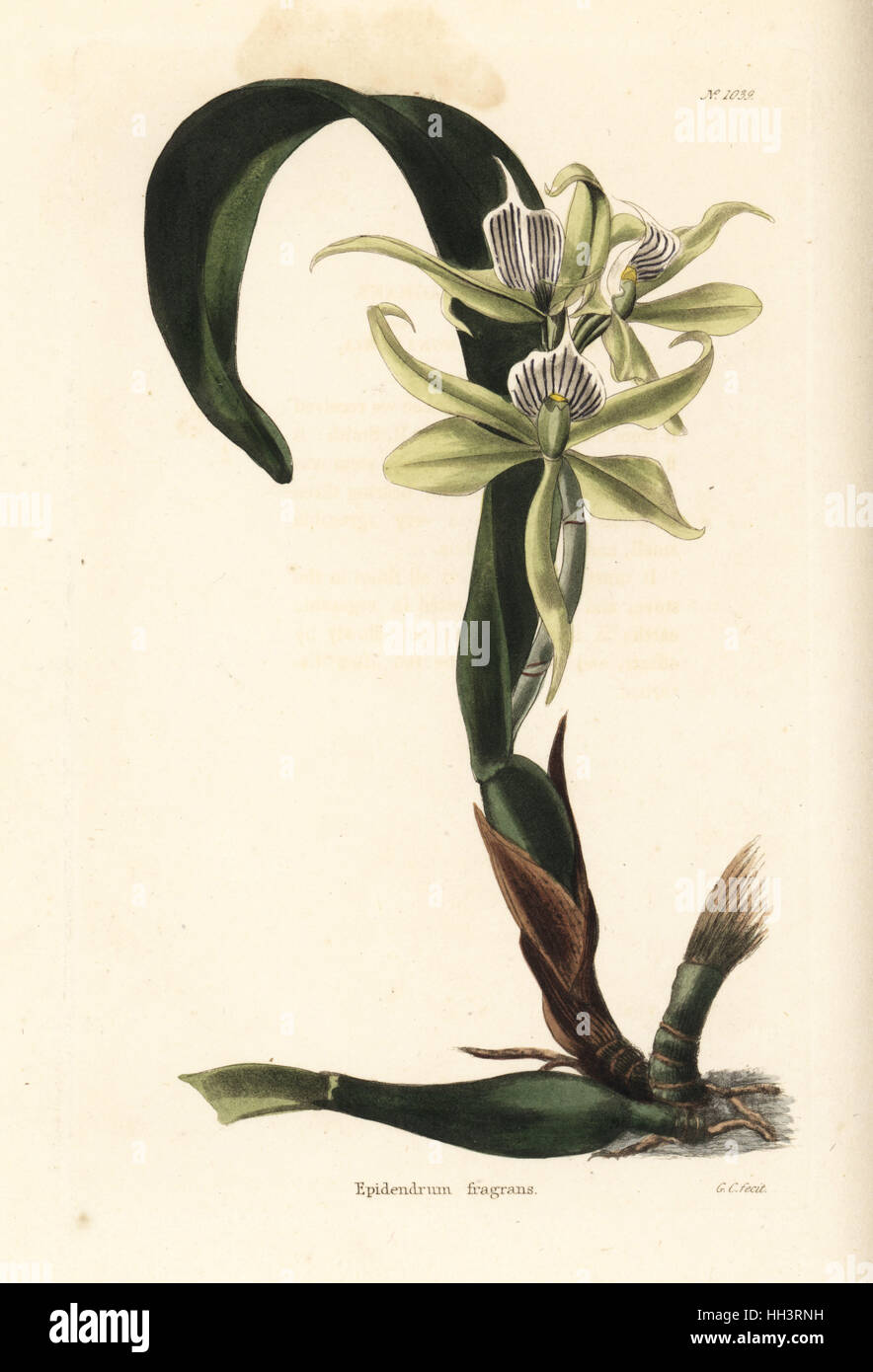 Prosthechea fragrans orchid (Epidendrum fragrans). Handcoloured ...