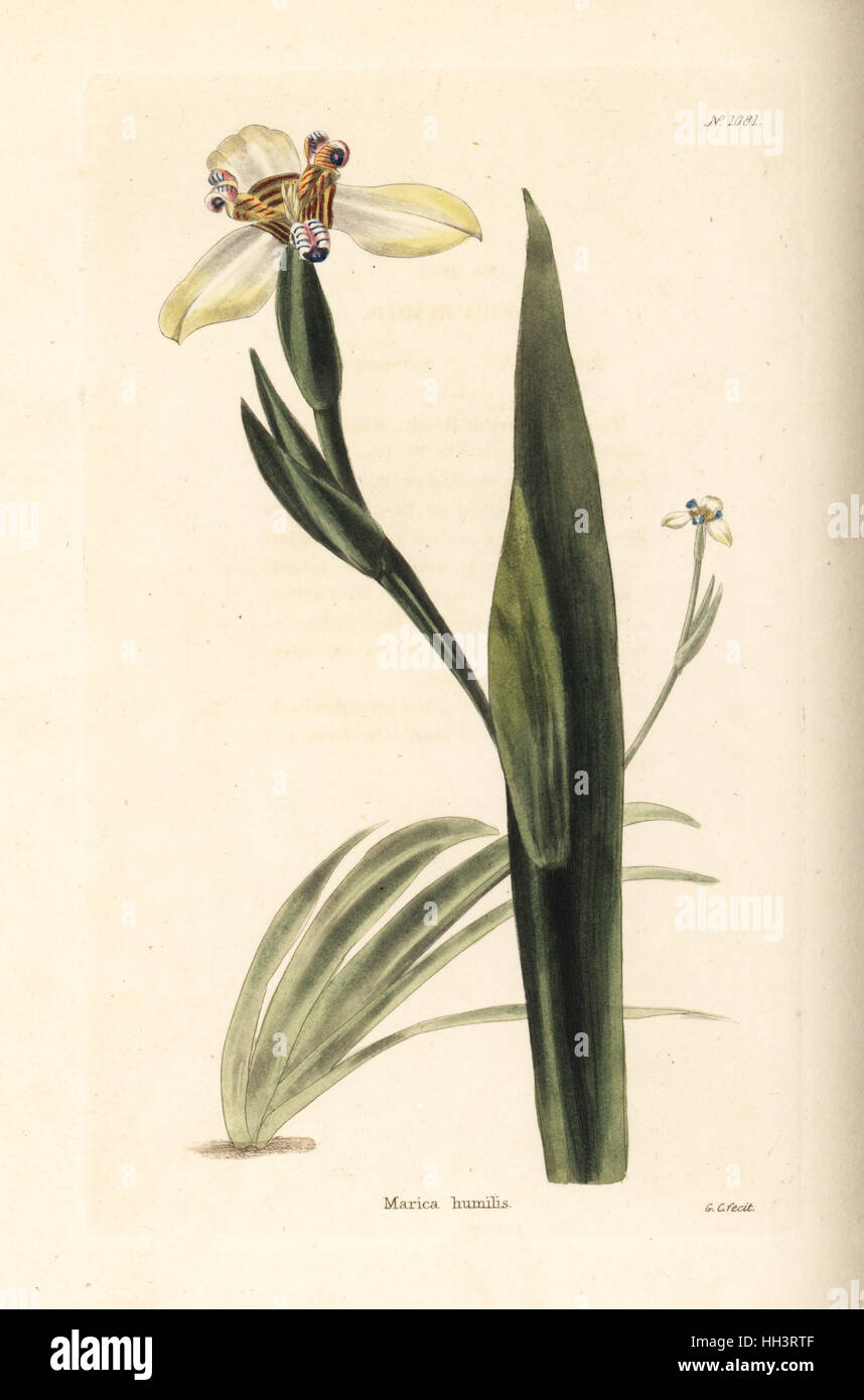 Walking iris, apostle's iris or apostle plant, Neomarica humilis ...