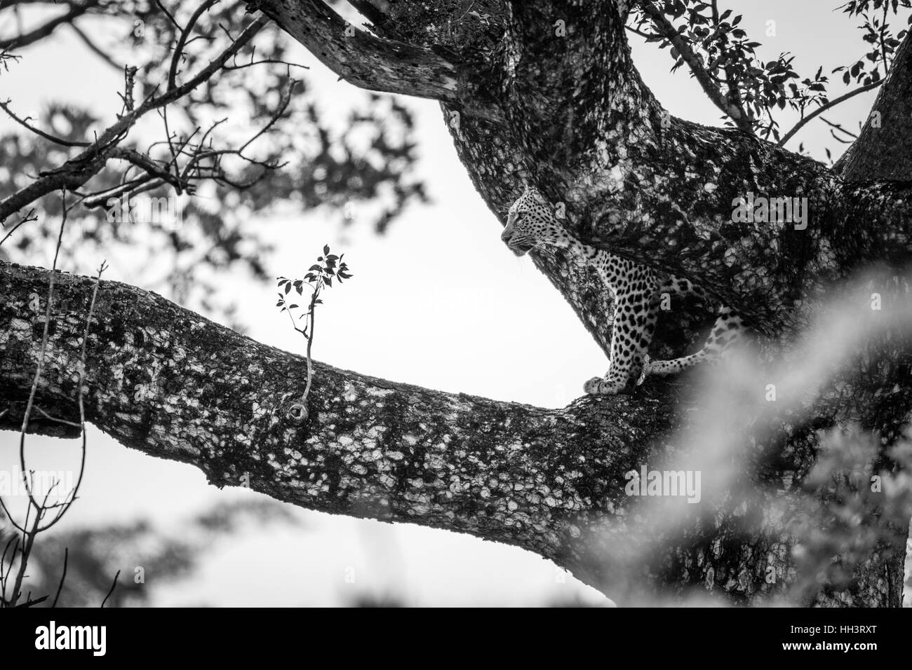 Leopard blending in in a tree in black and white in the Kruger National ...