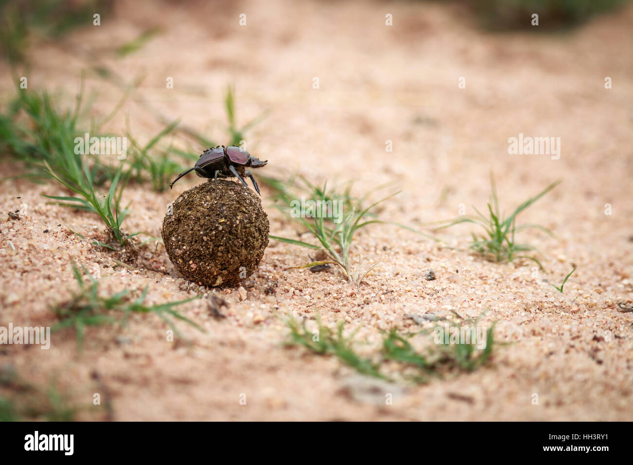 Dung beetle rolling a ball of dung in the Kruger National Park, South ...