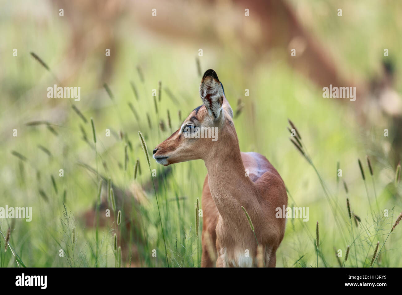 Side profile of a baby Impala in the Kruger National Park, South Africa ...