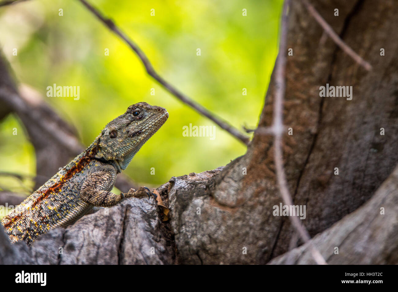 Southern Tree Agama In the Kruger National Park, South Africa Stock ...