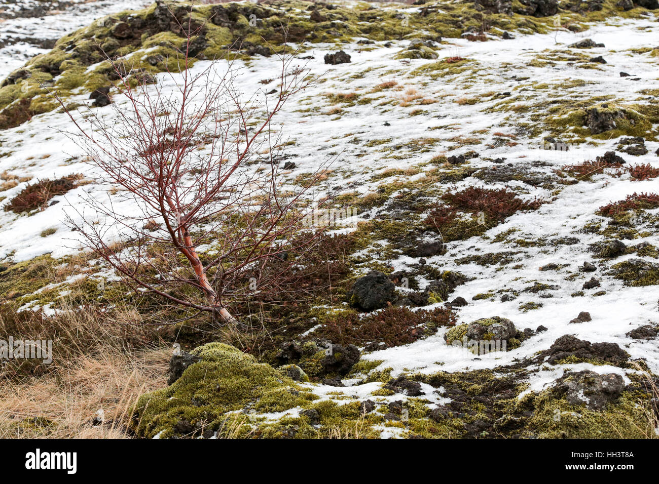 Snow covered ground in Iceland Stock Photo - Alamy