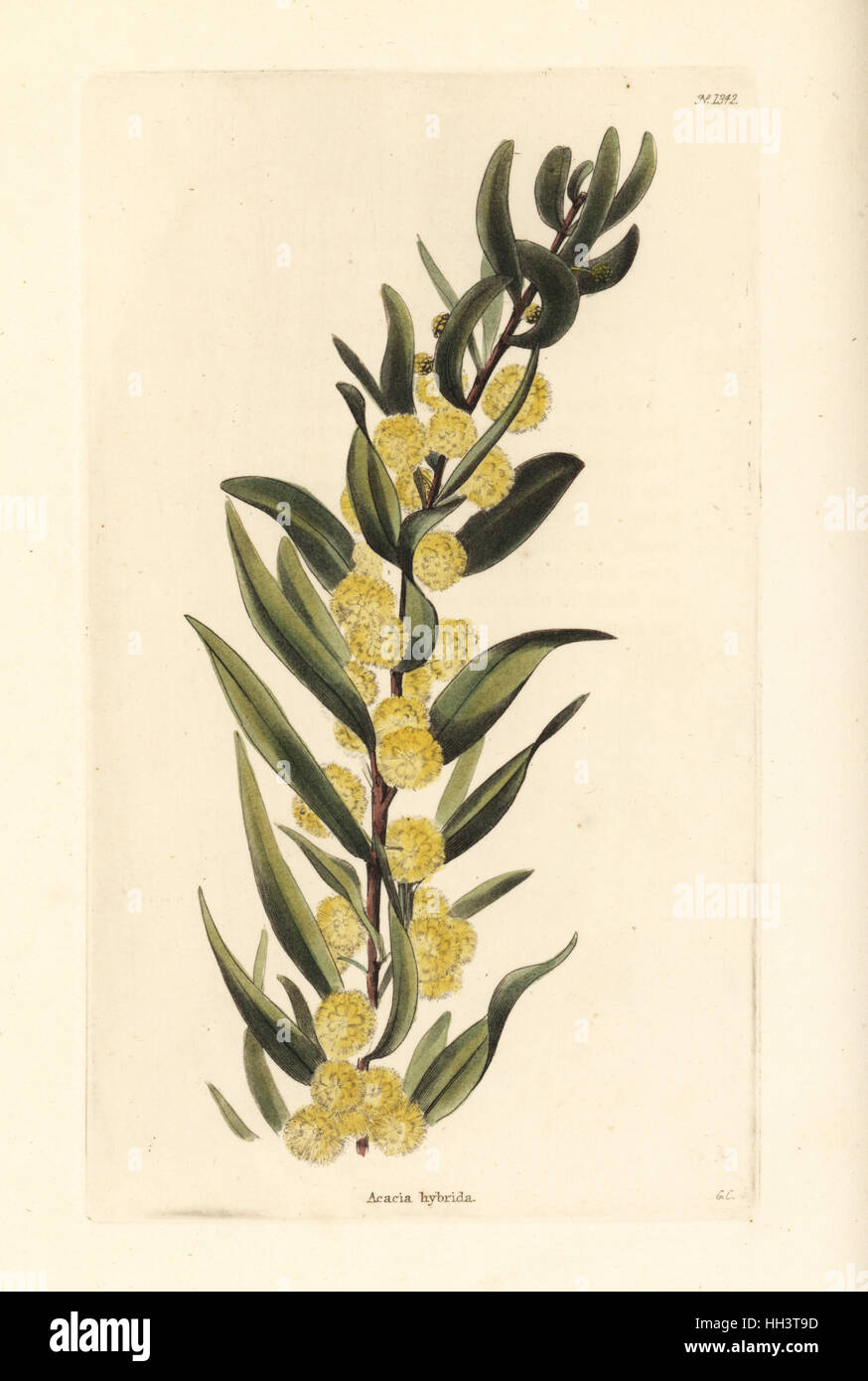 Kangaroo thorn or prickly wattle, Acacia paradoxa (Acacia hybrida ...