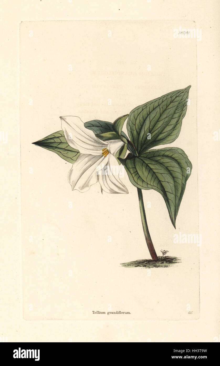 Trillium Flower Outline